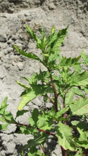 Getting to Know Epazote – Mother Earth News